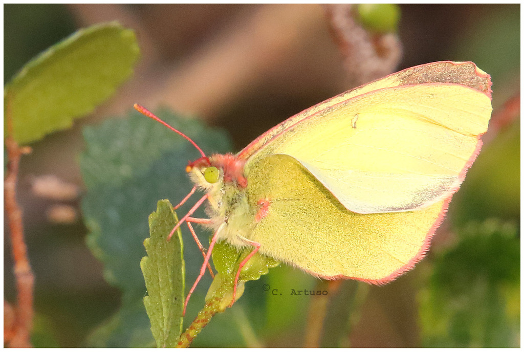 Colias palaeno chippewa desde Kugluktuk, NU, Canada el 09 de julio de ...