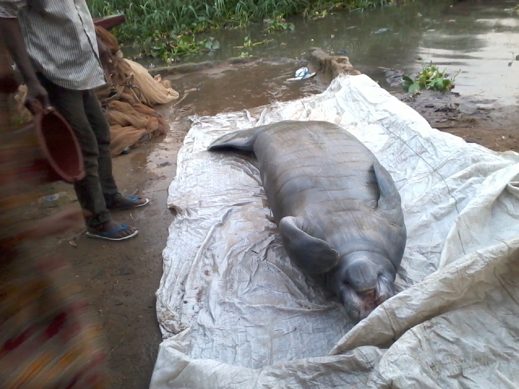 African Manatee in December 2013 by Siren Sighting Network_AMMCO ...