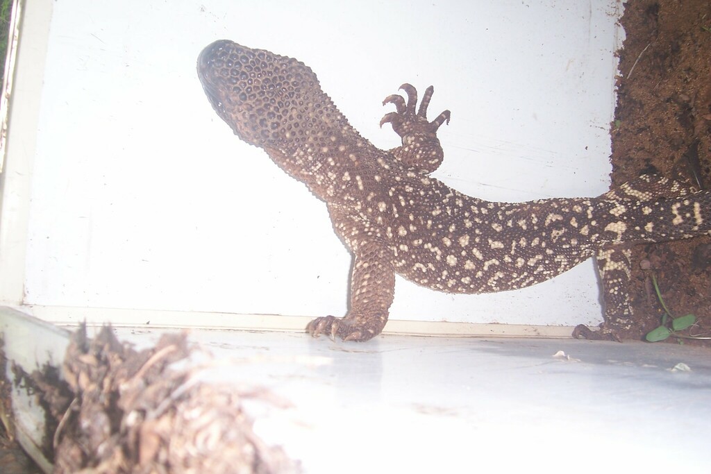 Beaded Lizard in January 2004 by javier verdugo · iNaturalist