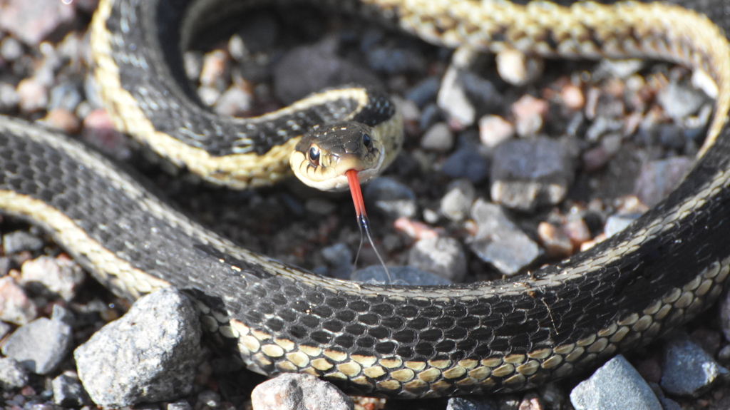 Common Garter Snake from Ashland County, WI, USA on July 11, 2022 at 08 ...