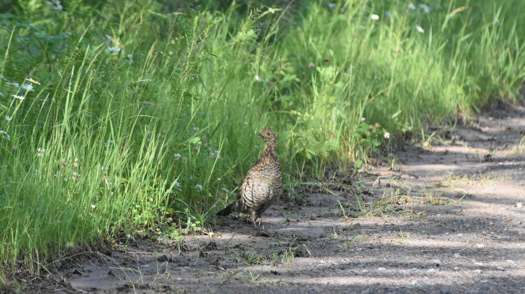 Ruffed Grouse from Sawyer County, WI, USA on July 11, 2022 at 09:42 AM ...