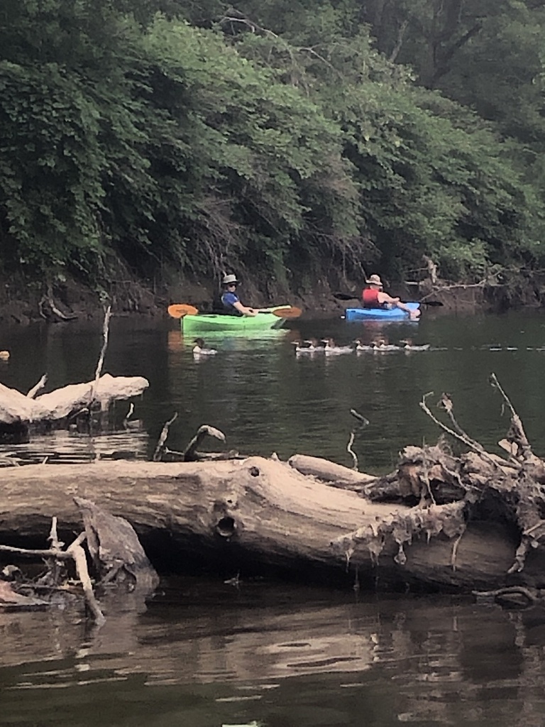 Common Merganser in July 2022 by Mark Warman · iNaturalist