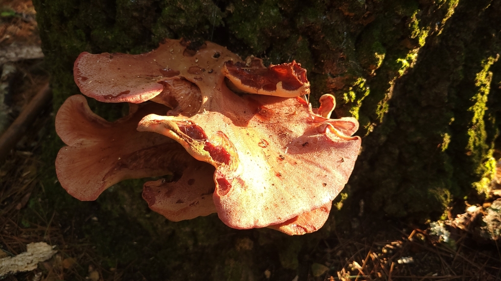Beefsteak Polypore from Morganton, NC 28655, USA on July 12, 2022 at 07 ...