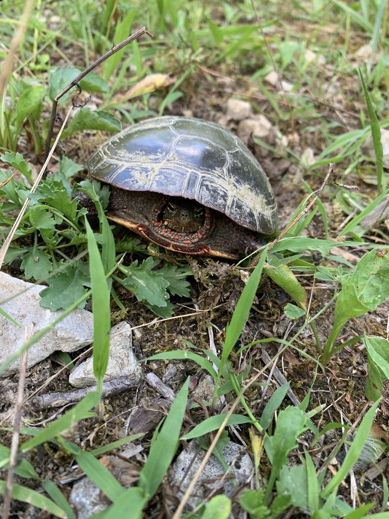Midland Painted Turtle from Cuyahoga Valley National Park, Brecksville ...
