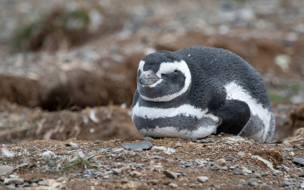 Magellanic Penguin from Magallanes Province, Magallanes and Chilean ...