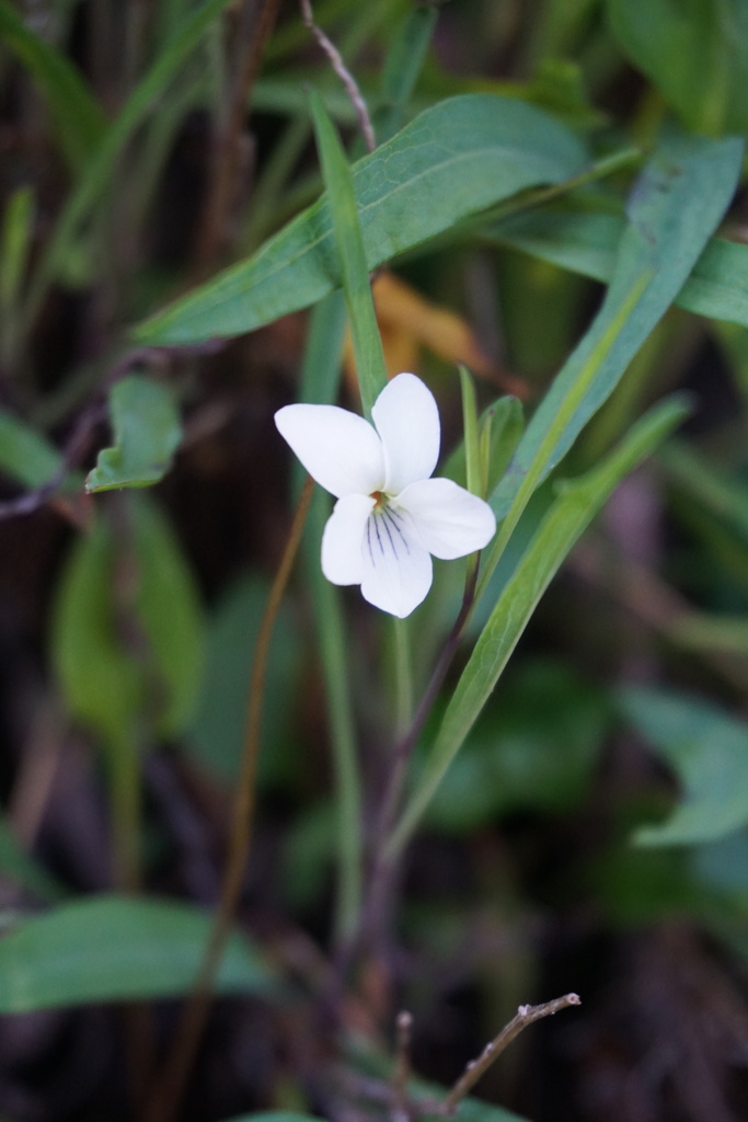 primrose-leaved violet in July 2022 by Len Mazur · iNaturalist