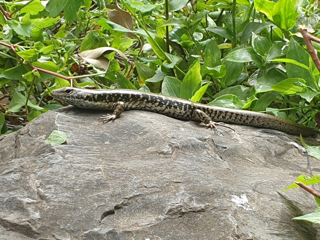 Eastern Water Skink from Albion Park NSW 2527, Australia on October 31 ...