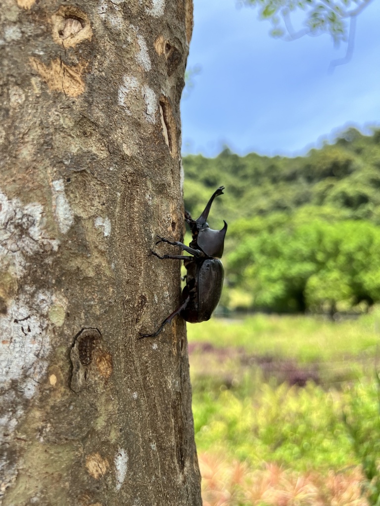 Trypoxylus dichotomus tsunobosonis from 環湖道路, 礁溪鄉, TW on July 13, 2022 ...
