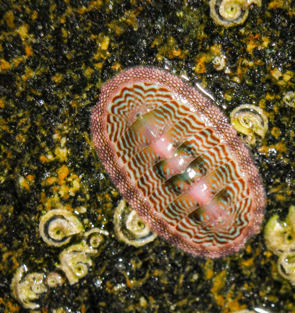Chiton cumingsii from Hotel Neruda / Poniente, Viña del Mar, Valparaíso ...