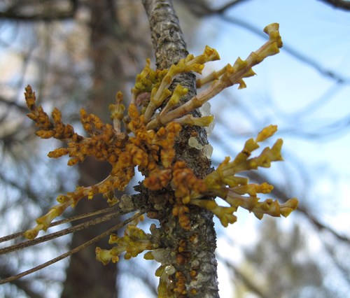 Arceuthobium occidentale · iNaturalist