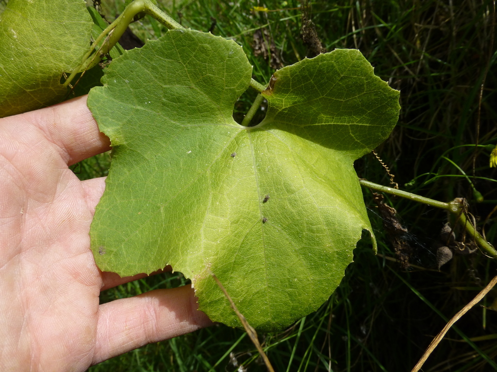 `Anunu (Pohakuloa Training Area) · iNaturalist