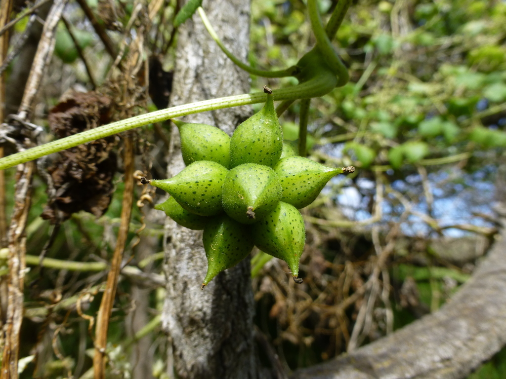 `Anunu (Pohakuloa Training Area) · iNaturalist