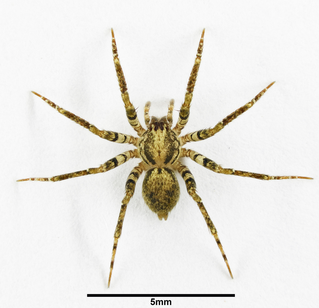 Phrurolithid Spiders from 台灣南投縣溪頭國家森林遊樂區 on February 21, 2018 at 09:15 ...