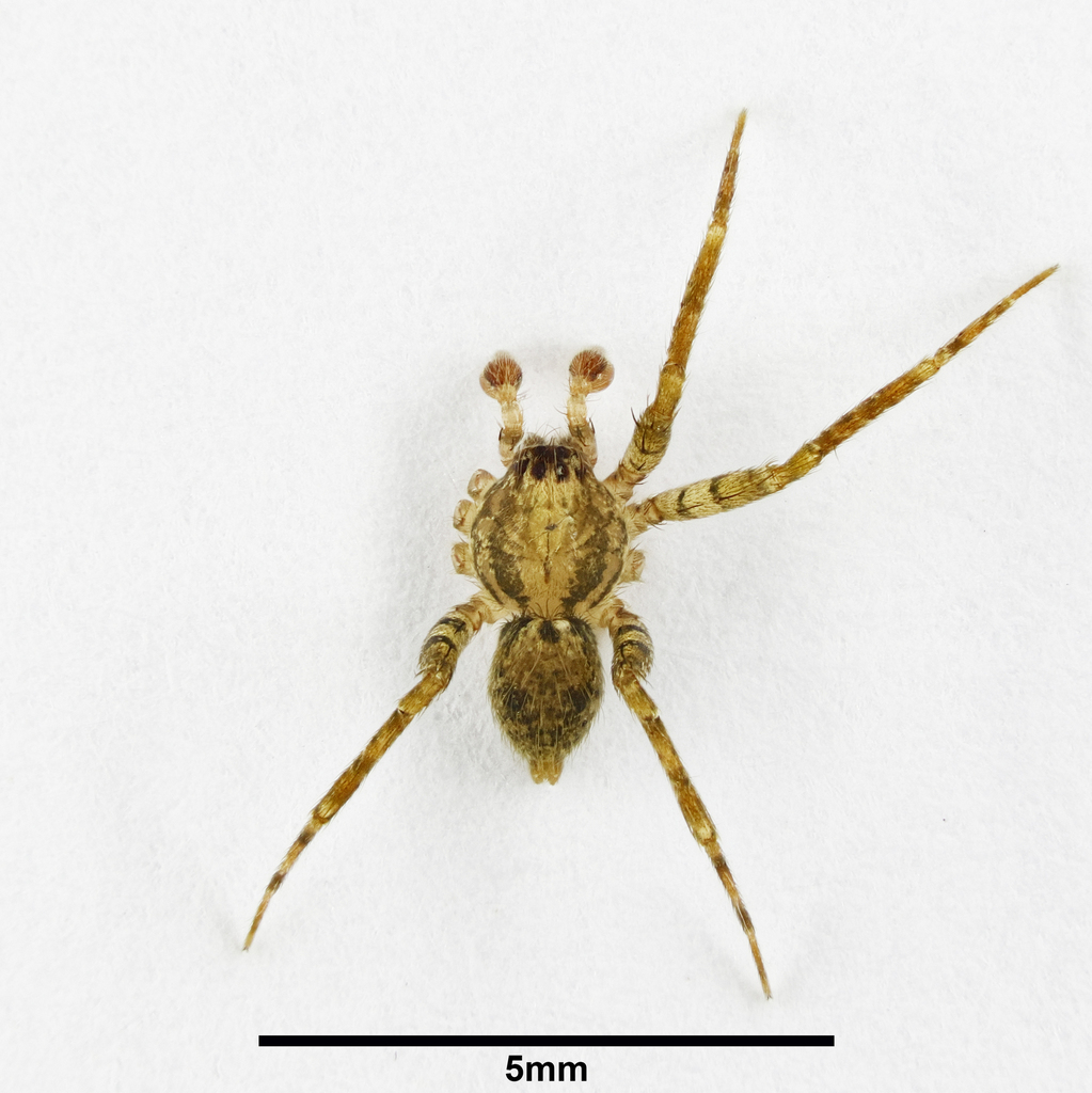 Phrurolithid Spiders from 台灣南投縣溪頭國家森林遊樂區 on February 21, 2018 at 09:15 ...