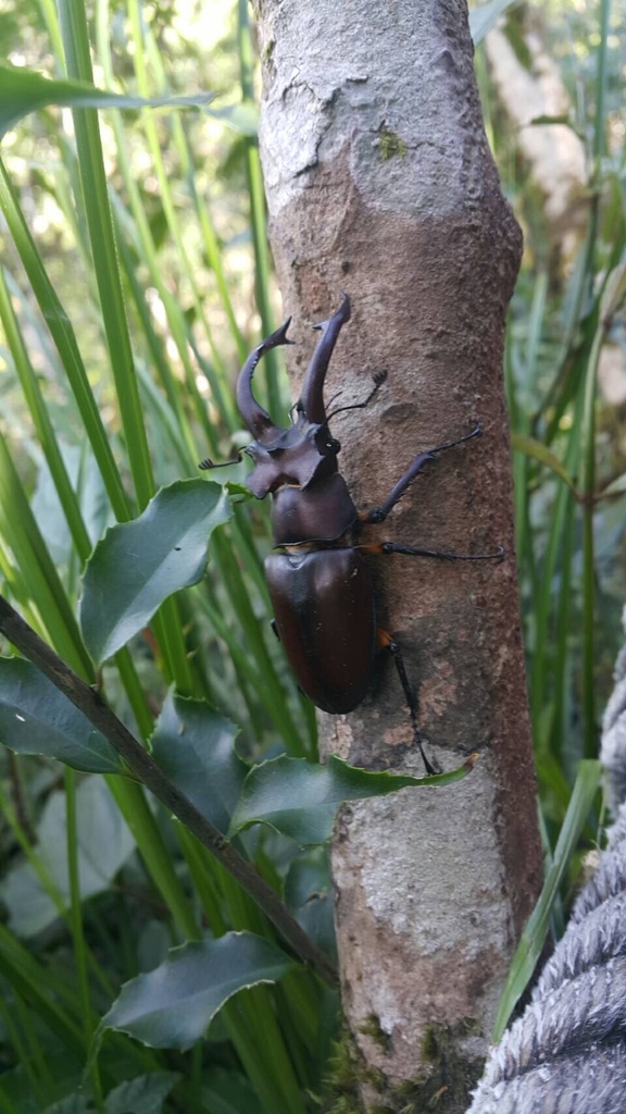 Lucanus formosanus from 959, 東河鄉, 台灣, TW on August 09, 2017 at 09:23 PM ...