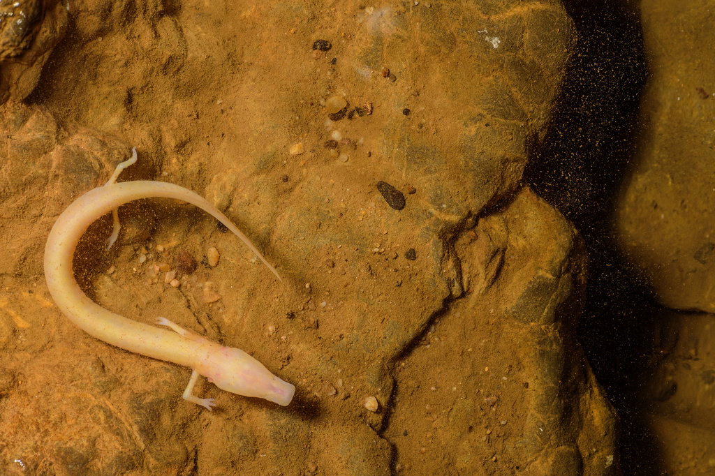 White Olm in June 2022 by Niklas Banowski · iNaturalist