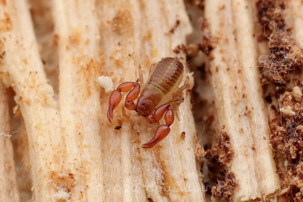 Atemnidae from 中国江苏省南京市玄武区紫金山 on January 6, 2021 at 09:50 PM by 豆豆 · ...