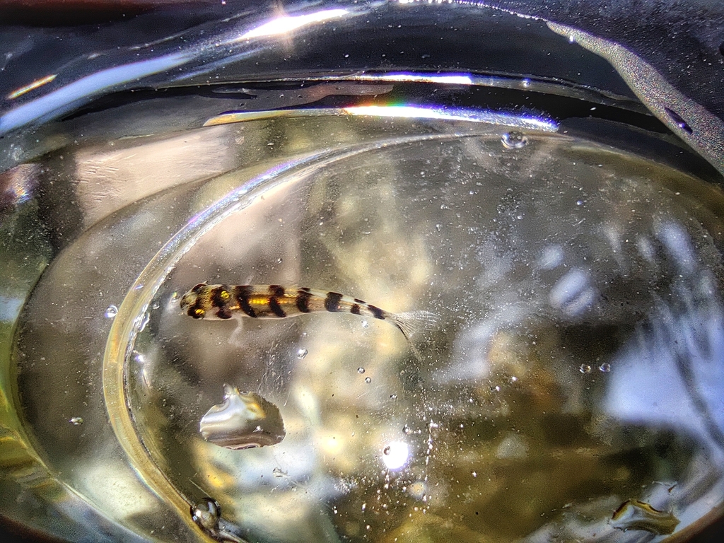 Acrossocheilus fasciatus from Jiaokeng Zhongposhan Forest Park, Haishu ...