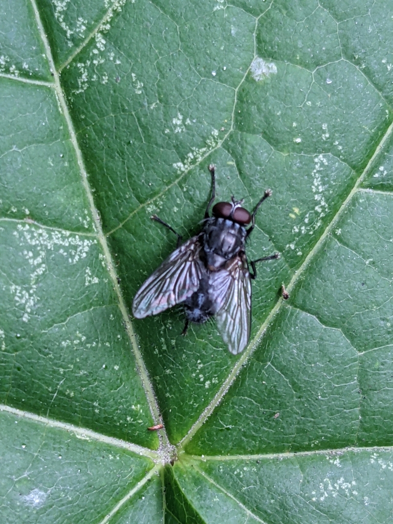 Muscina from 2000 Frederiksberg, Denmark on July 9, 2022 at 03:47 PM by ...