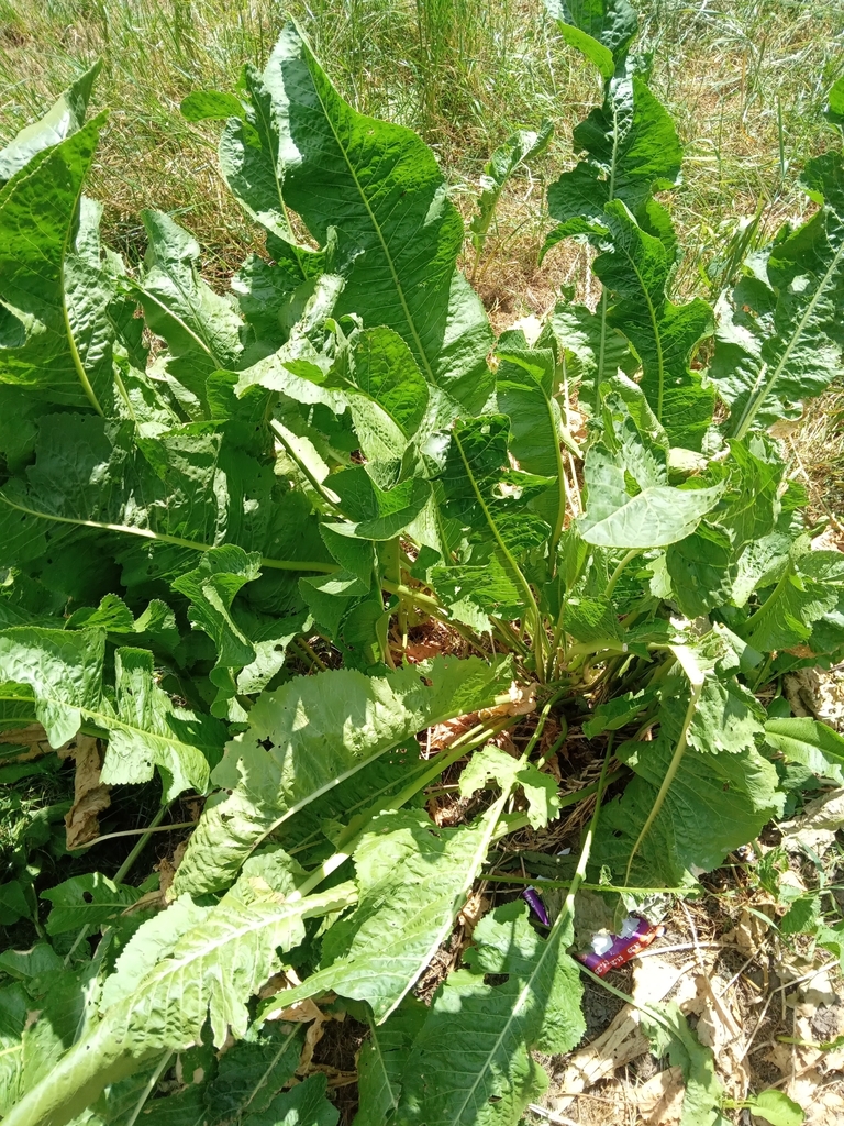 Horseradish from Yearsley Grove, Huntington, York YO31 9DA, UK on July ...