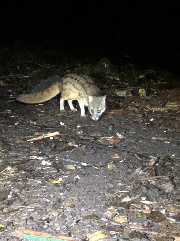 Fanaloka (Fossa fossana) - Know Your Mammals