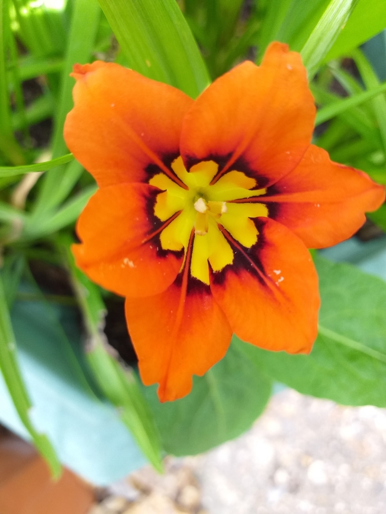 Harlequin flower from Oakley, Wimborne BH21, UK on July 13, 2022 at 03: ...