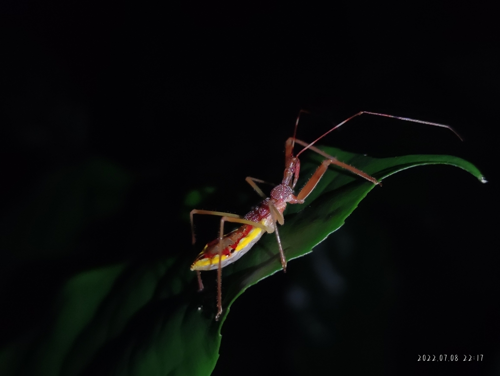 Epidaus famulus in July 2022 by 九天 · iNaturalist