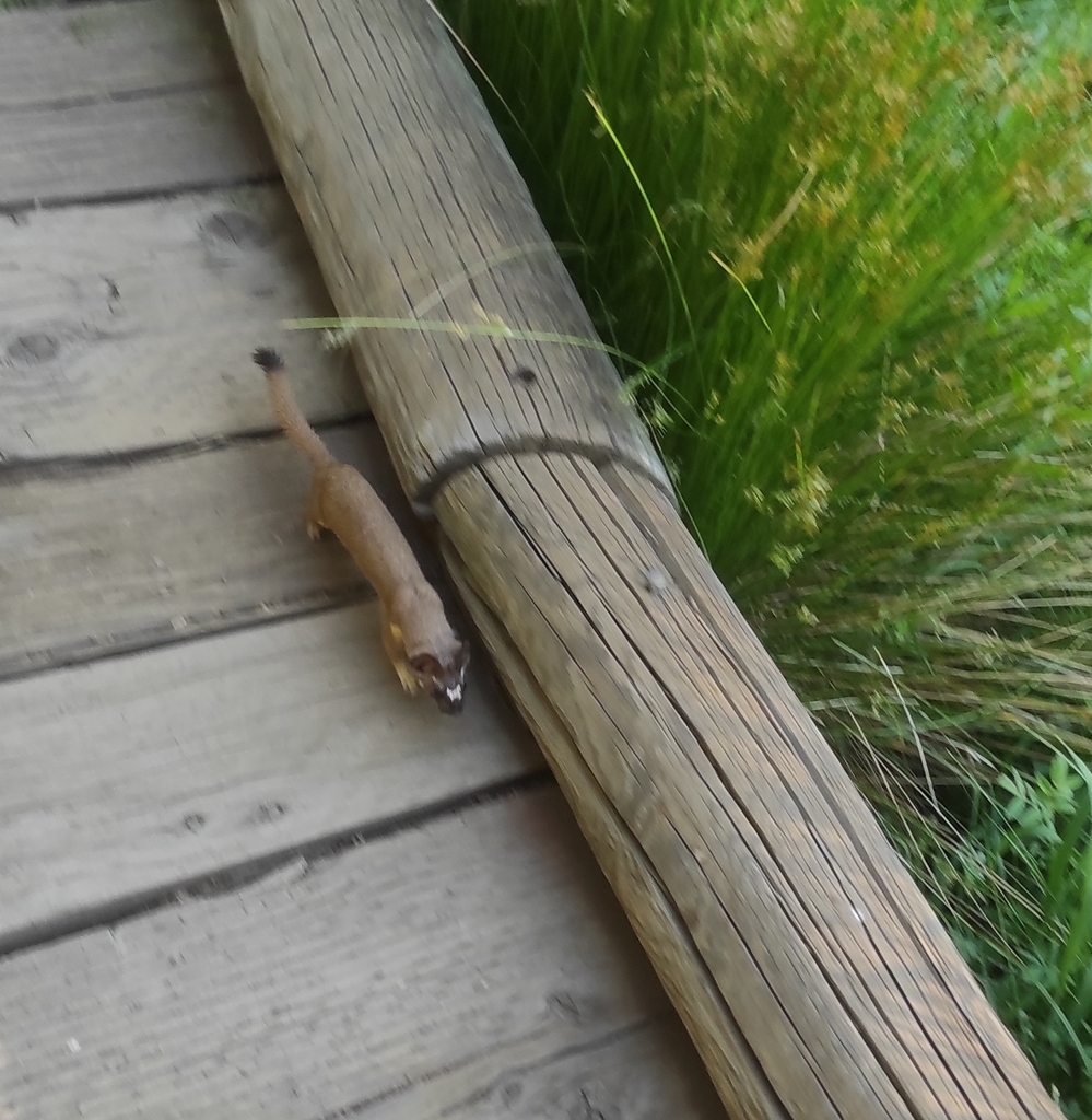 Long-tailed Weasel from California 93262, USA on July 12, 2022 at 06:54 ...