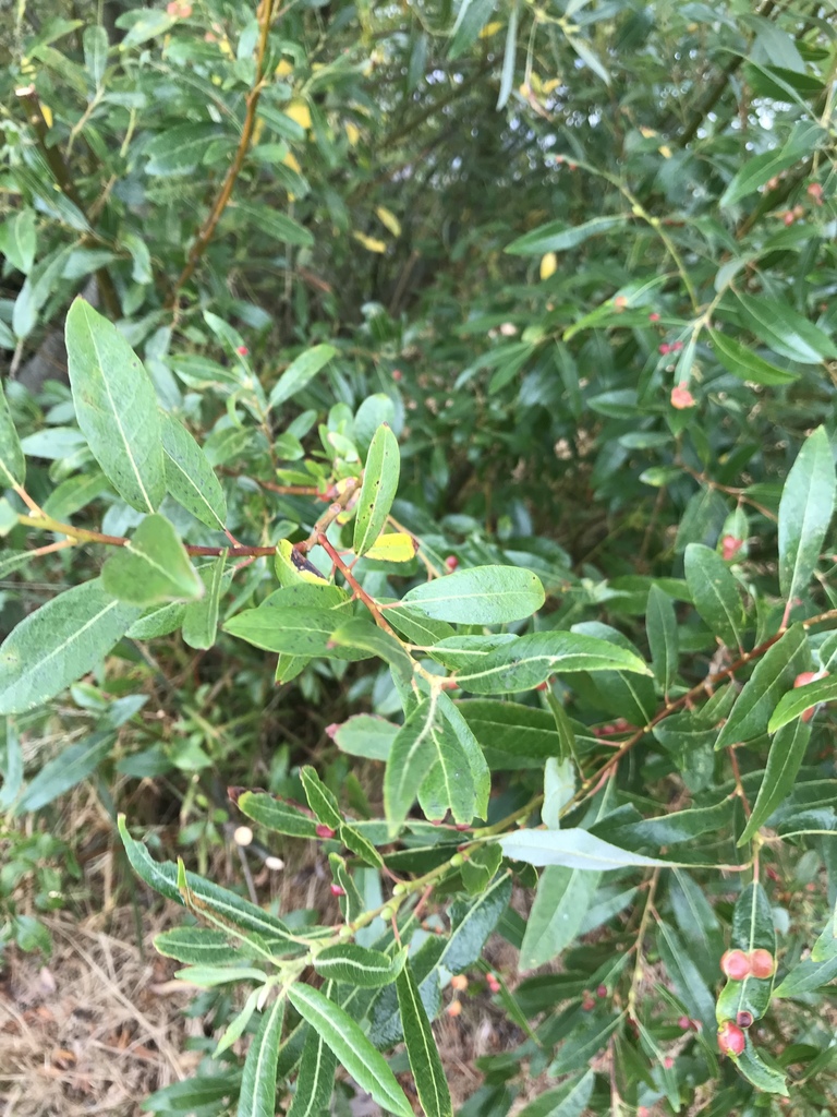 Arroyo Willow from Bay Trl, South San Francisco, CA, US on July 15 ...