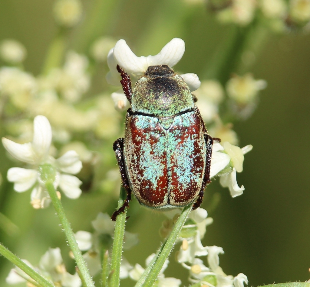 Hoplia argentea from Riserva Naturale Di Pian di Gembro on July 13 ...