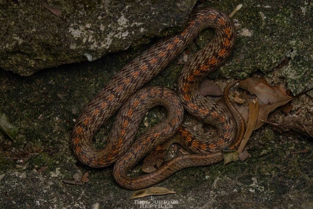 Taiwan Kukri Snake in July 2022 by Artur Tomaszek · iNaturalist