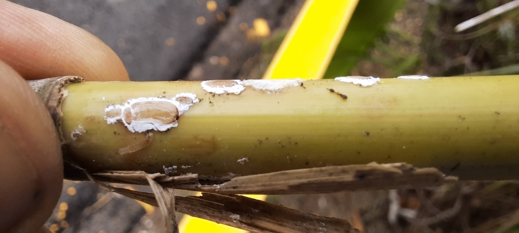 Flat Grass Scale from FFJ7+5HQ, Barceloneta, 00617, Puerto Rico on July ...