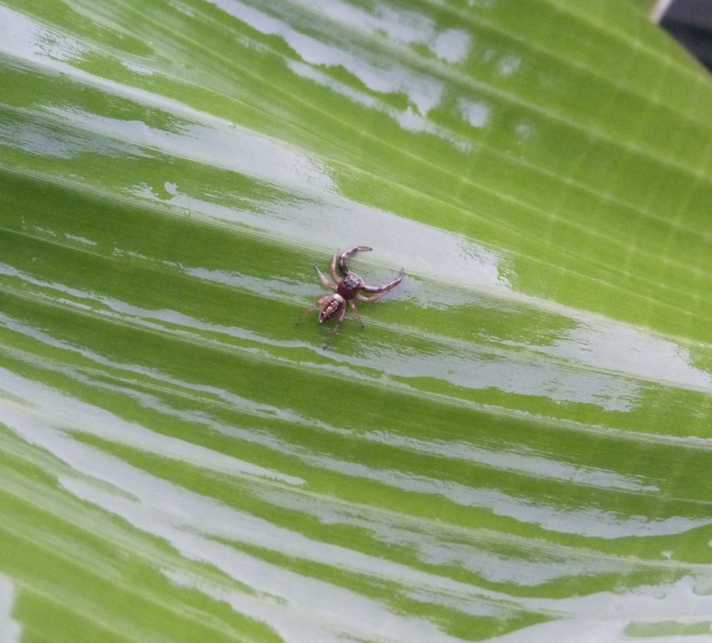 Jumping Spiders from Valledupar, Cesar, Colombia on August 17, 2011 at ...