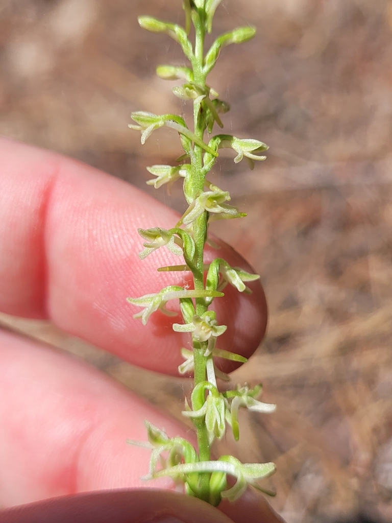 Flat Spurred Piperia from Shasta County, CA, USA on July 12, 2022 at 12 ...