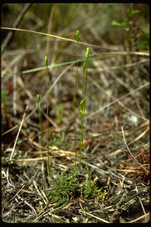 curly grass fern in July 1985 by Birder20714 · iNaturalist