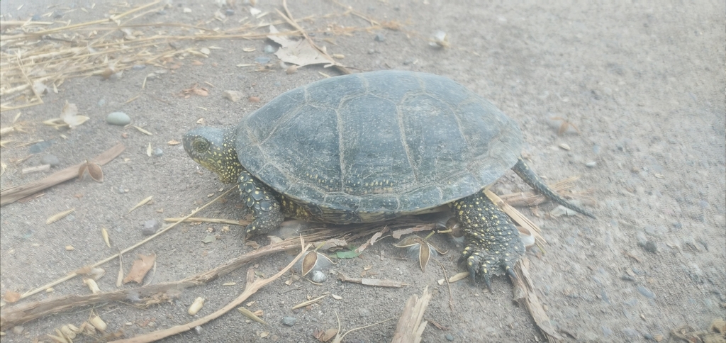 Eastern Pond Turtle in July 2022 by Parham Azerakhsh · iNaturalist