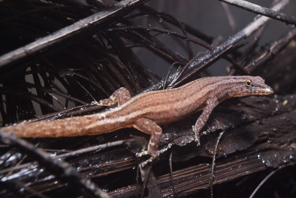Tobago Least Gecko from Unnamed Road, Trinidad and Tobago on July 14 ...