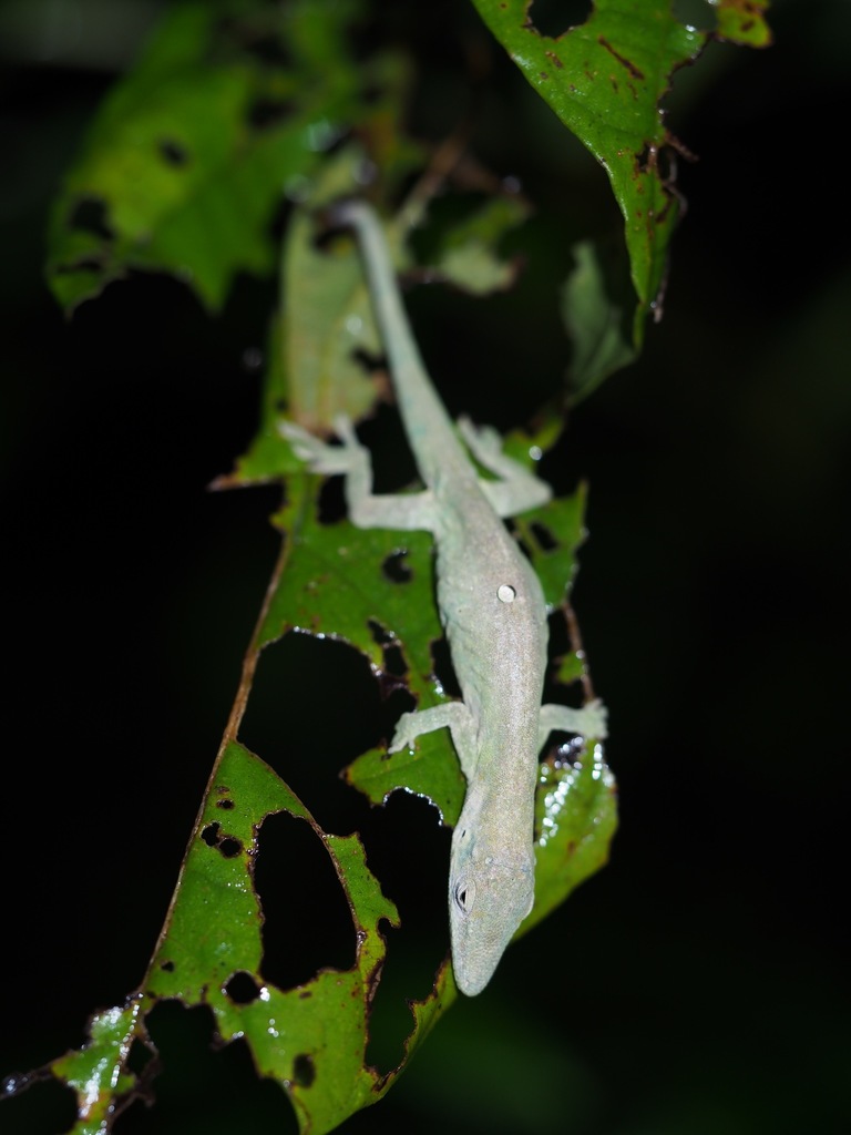 Dwarf Anole from arecibo, puerto rico (exact location withheld) on ...