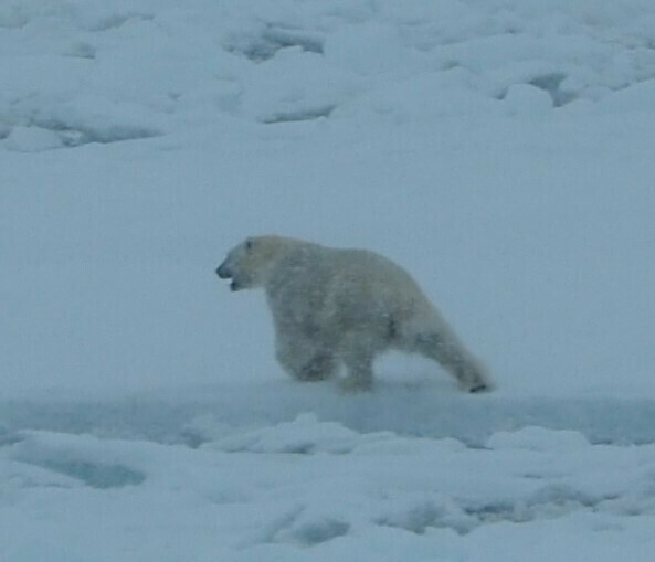 Polar Bear on May 24, 2022 at 09:22 AM by boogan_boy · iNaturalist