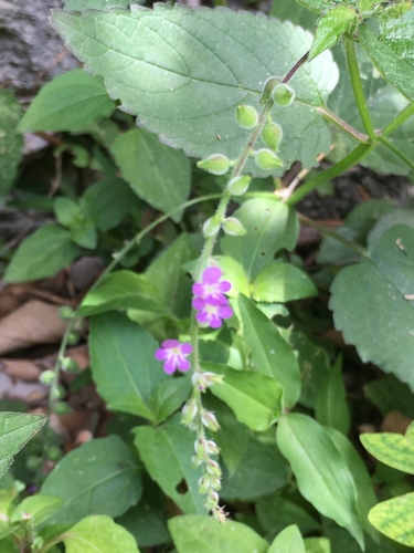 Cadillo de bolsa (Priva lappulacea)