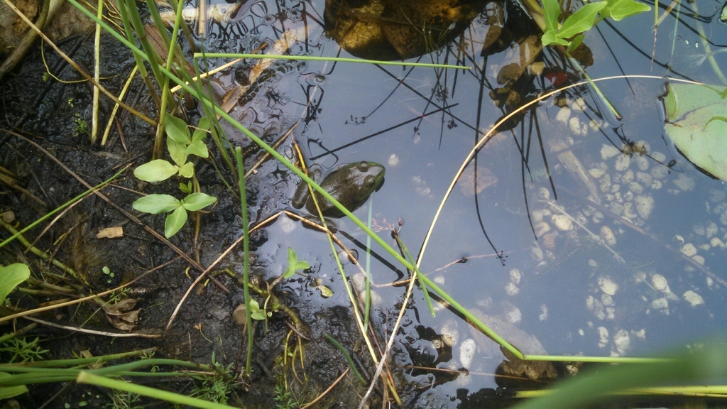 American Bullfrog from Milwaukee County, US-WI, US on July 16, 2015 at ...