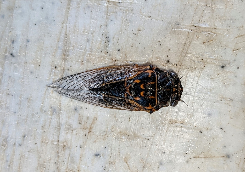 Whip Cicadas from Centerville, WA 98613, USA on July 12, 2022 at 06:39 ...