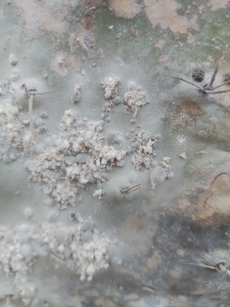 true cochineal bug from 05121, Huanta 05121, Perú on July 09, 2022 at ...