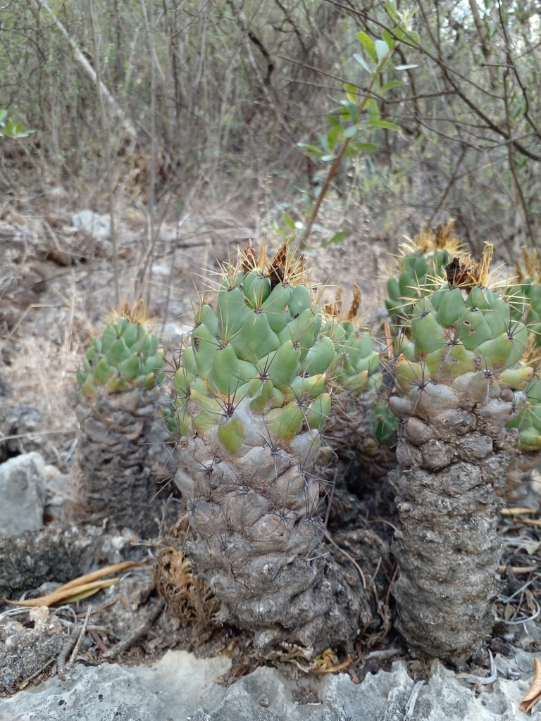 Coryphantha octacantha in July 2022 by Emmanuel Antonio Carreño ...
