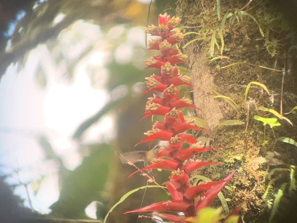 Tillandsioids from Quijos, Napo, EC on June 21, 2022 at 10:25 AM by ...