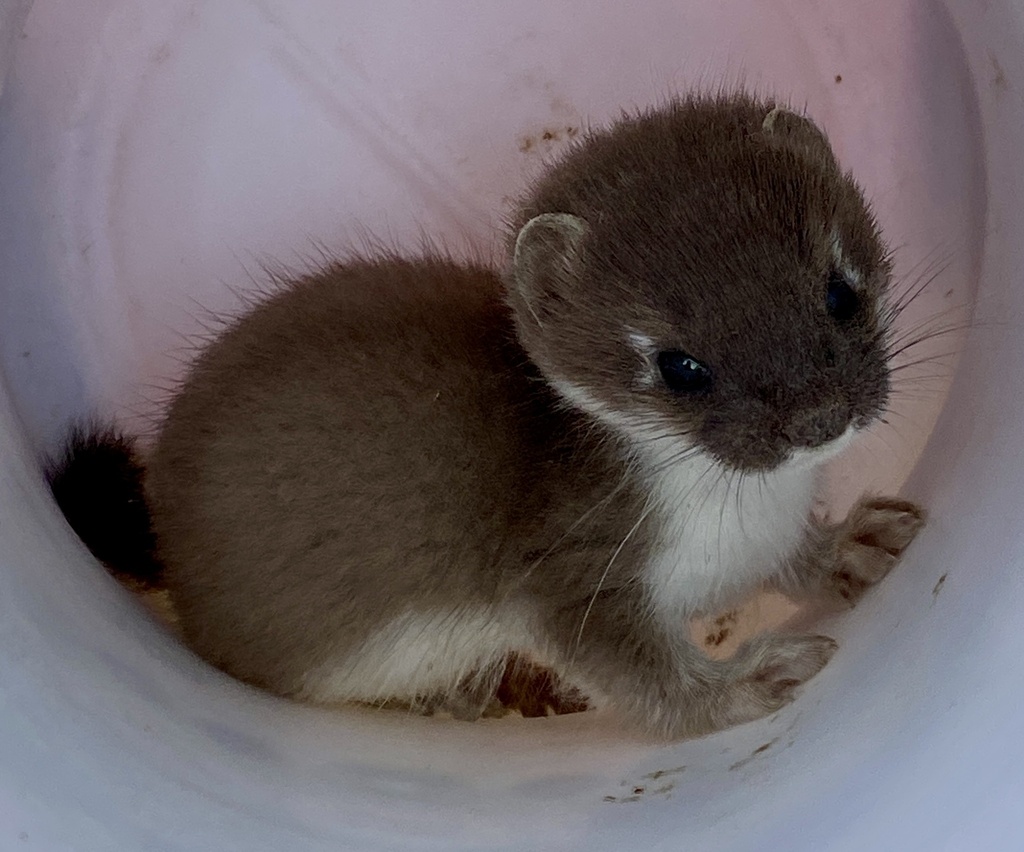 Eurasian Stoat from Victoria Island, Cambridge Bay, NU, CA on July 12 ...