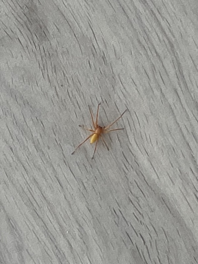 Yellow Ghost Spider in July 2022 by Ryan Arnott · iNaturalist