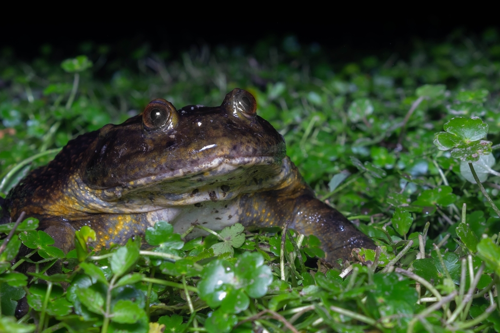 Helmeted Water Toad in April 2022 by Matías Faúndez · iNaturalist