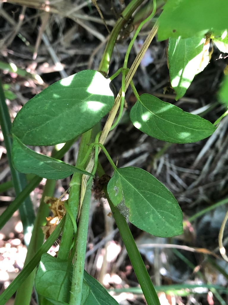 skunk vine from Taoyuan, Taipei, Taiwan on July 13, 2022 at 03:17 PM by ...