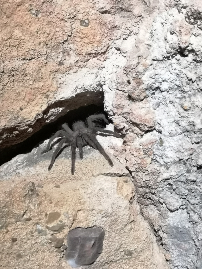 Middle East Black Tarantula in July 2022 by Mauro Fanelli · iNaturalist